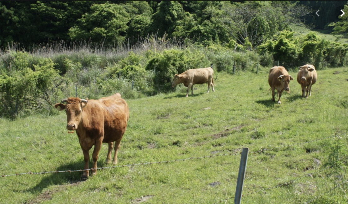 TAKAMORI BEEF: THE STORY OF WAGYU BEEF'S SWEETEST CUT - Japanese Wagyu ...